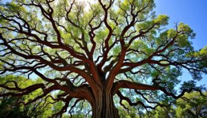 Tree Symbolism Holds a Powerful Spiritual Meaning of Strength